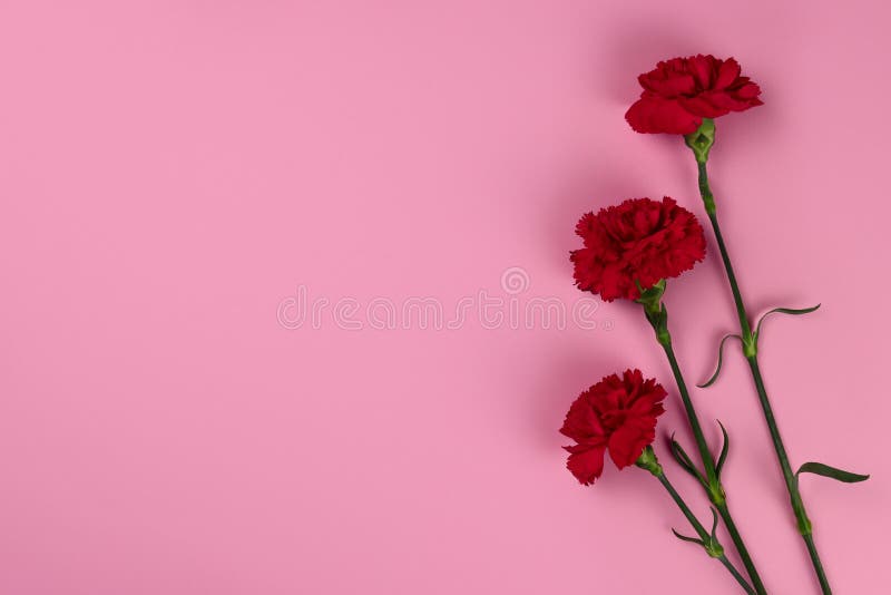 Carnation Flowers on a Pink Background. Symbol of Victory Day Stock ...