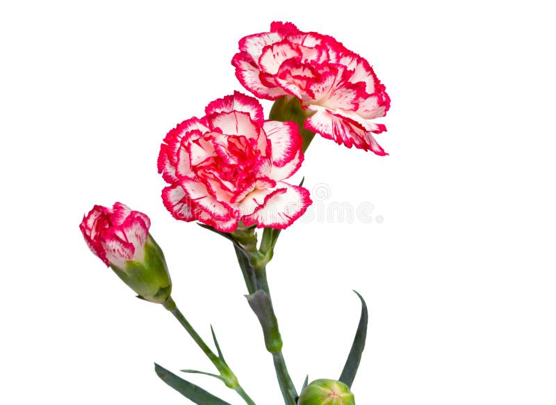 Carnation Flowers on a White Background. Stock Image - Image of flower ...