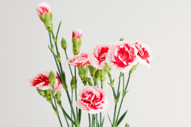 Carnation Flowers on White Background Stock Image - Image of fresh ...