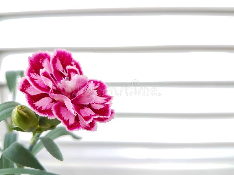 Carnation in Front of Horizontal Window Lines Stock Photo - Image of ...