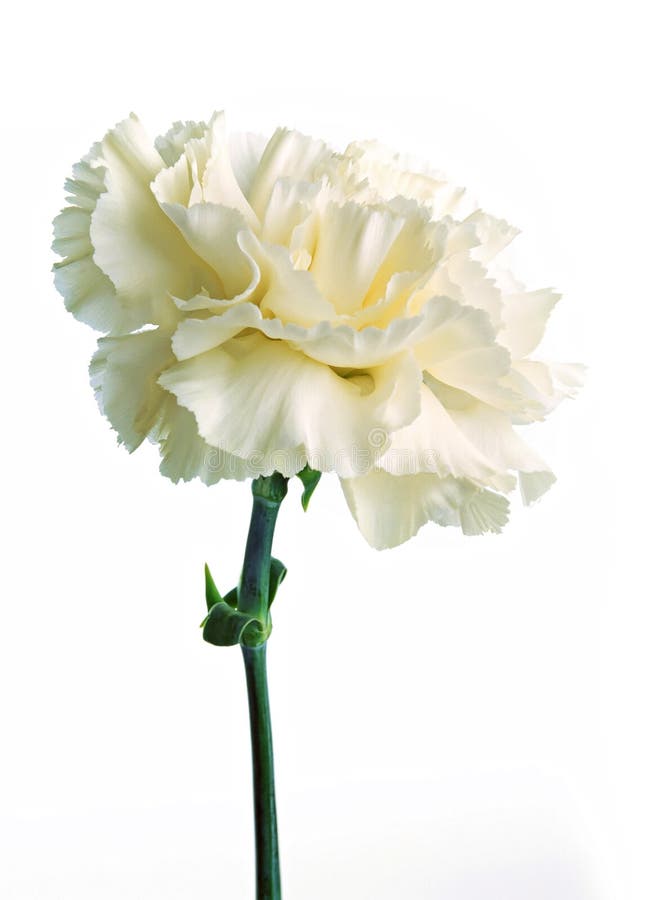 White carnation stock photo. Image of carnation, botany - 19193198
