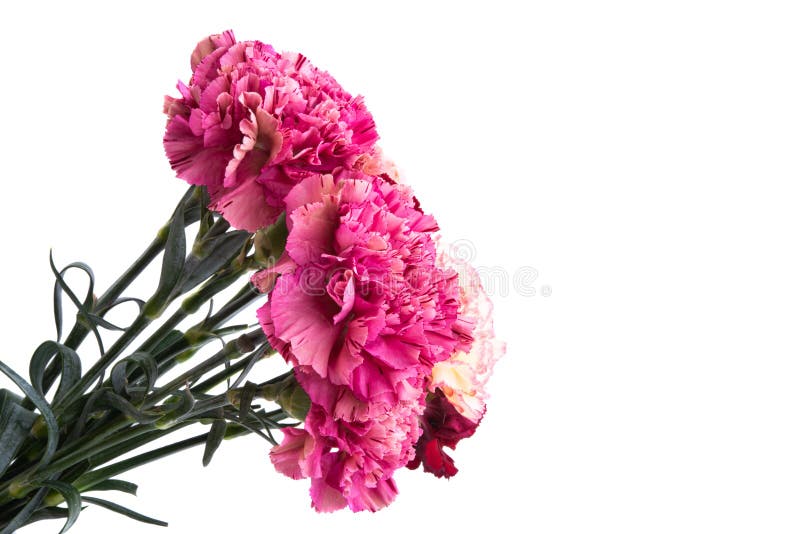Carnation Isolated on White Background Isolated Stock Photo - Image of ...