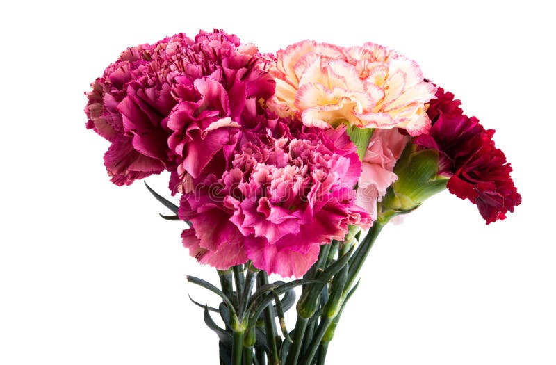 Carnation Isolated on White Background Isolated Stock Image - Image of ...