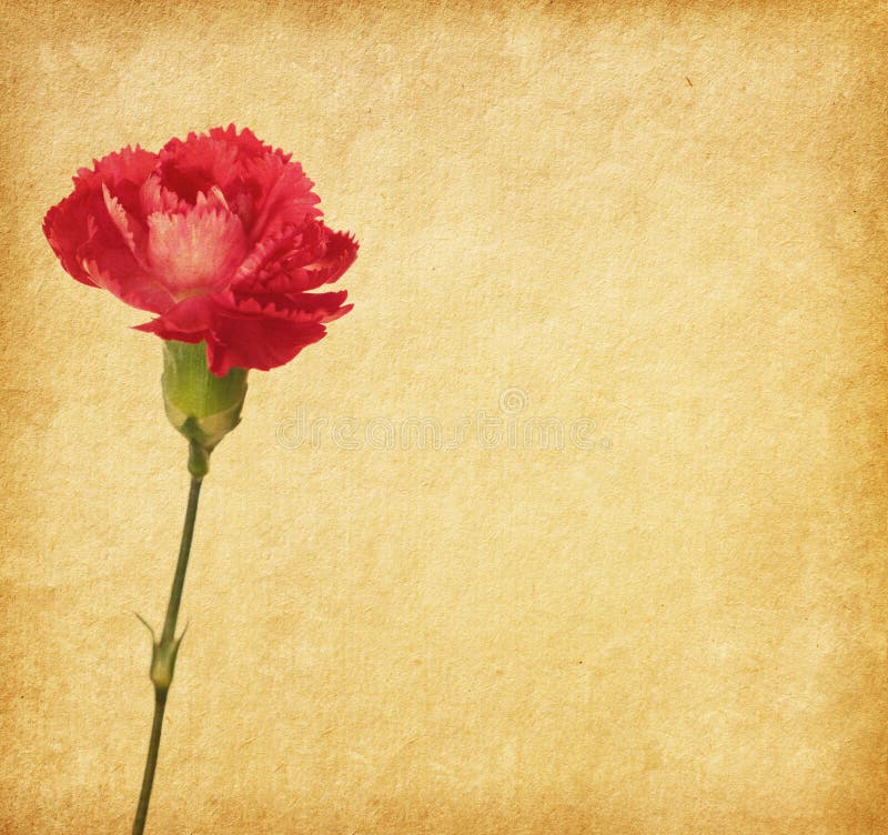 Two carnations stock image. Image of plant, flower, prom - 39417873