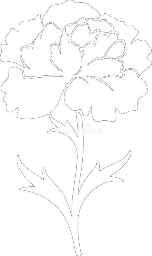Carnation Outline Stock Illustrations – 3,119 Carnation Outline Stock ...