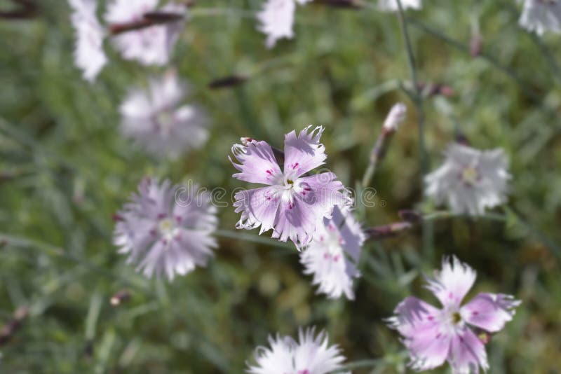 Carnation stock photo. Image of spring, clove, leaf - 268507796