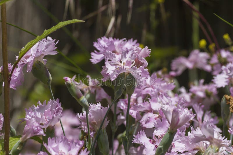Carnation Pinkish Purple Flowers Stock Photo - Image of grass, clove ...