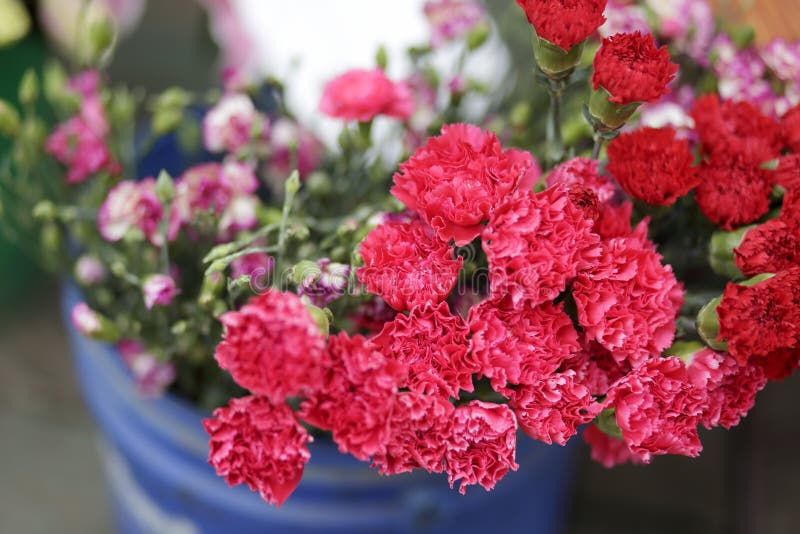 Dianthus Caryophyllus Raspberry Ripple Stock Photo - Image of carnation ...