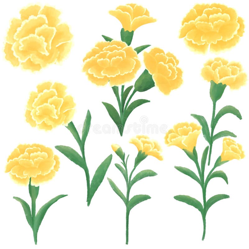 Yellow Carnation Flower Illustration Set Stock Photo - Illustration of ...
