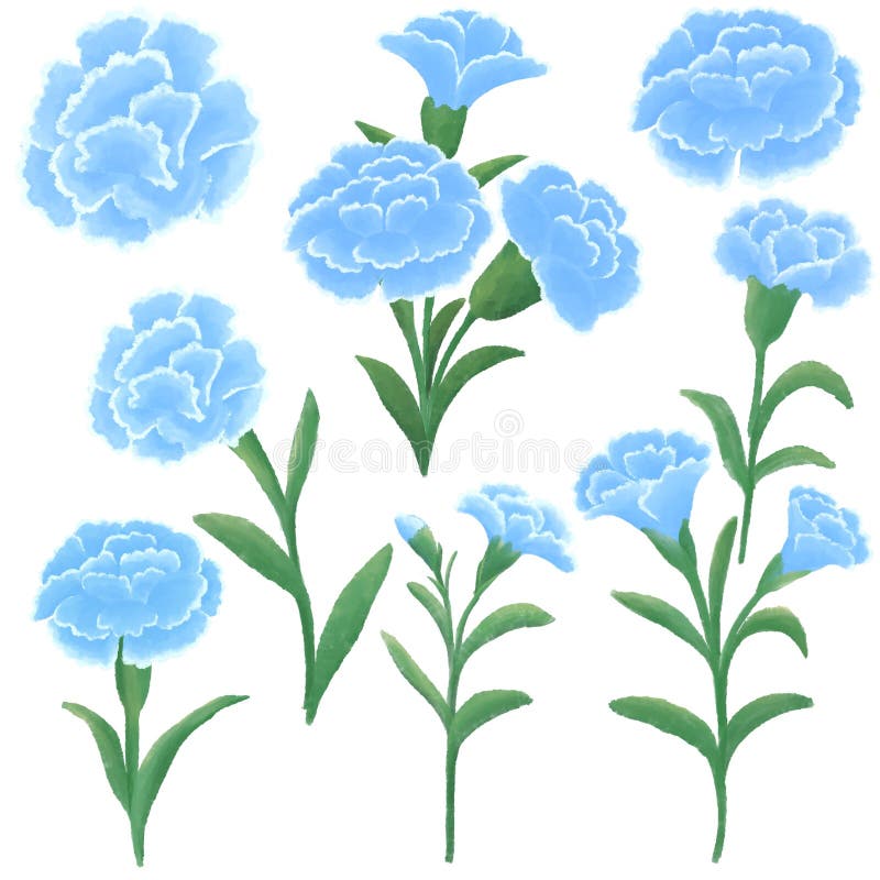 Blue Carnation Flower Illustration Set Stock Photo - Illustration of ...