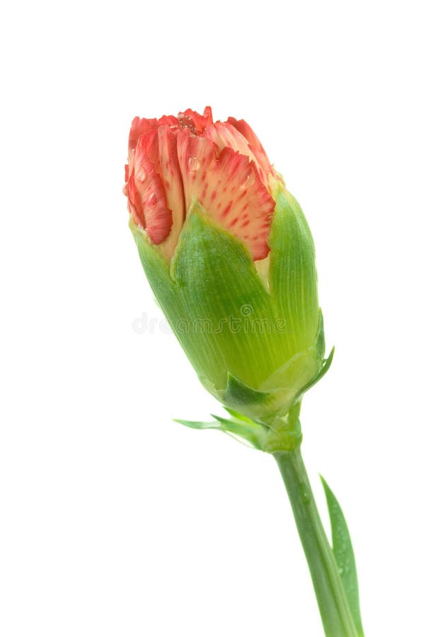 Carnation stock image. Image of carnation, single, drop - 30643905