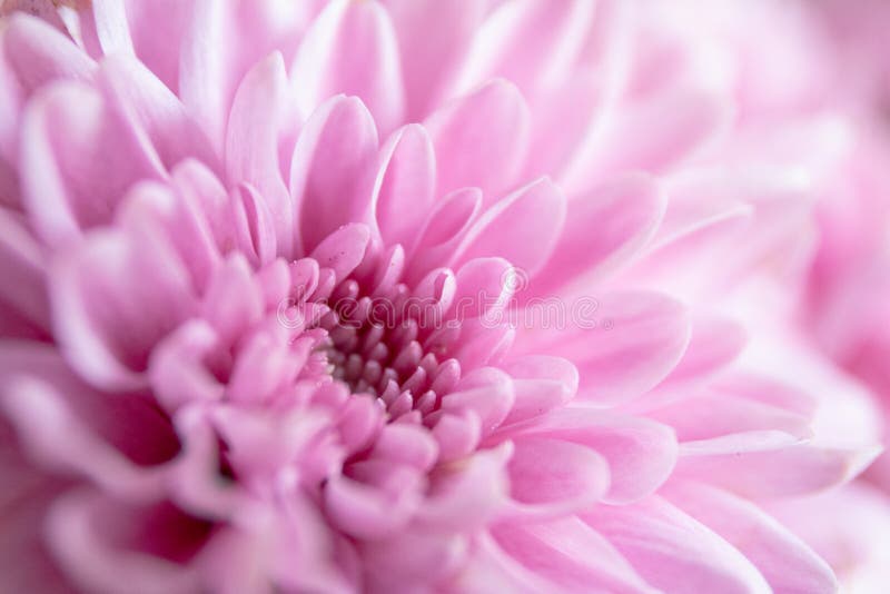 Carnation spray stock image. Image of romantic, florist - 142735009