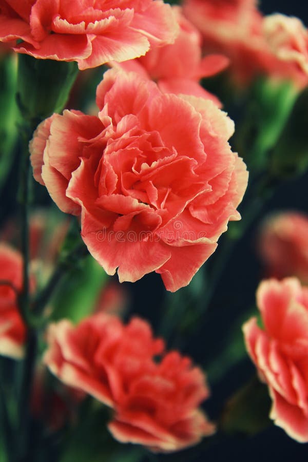 Carnation stock photo. Image of background, decoration - 30570942