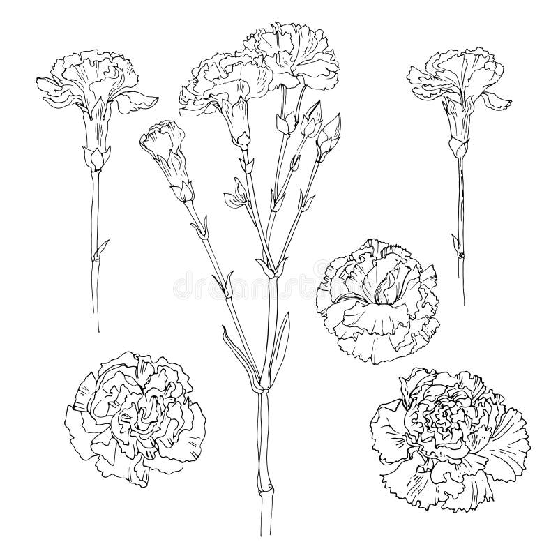 Carnation Line Art Stock Illustrations – 572 Carnation Line Art Stock ...