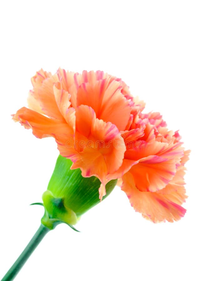 Carnation on White Background Stock Image - Image of blossom ...
