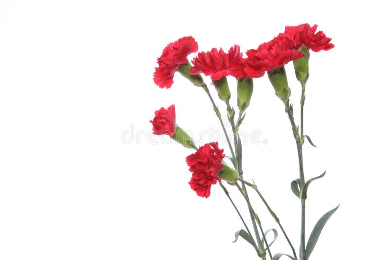 Carnations in a White Background Stock Image - Image of celebration ...