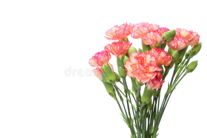 Carnations in a White Background Stock Image - Image of flower, vivid ...