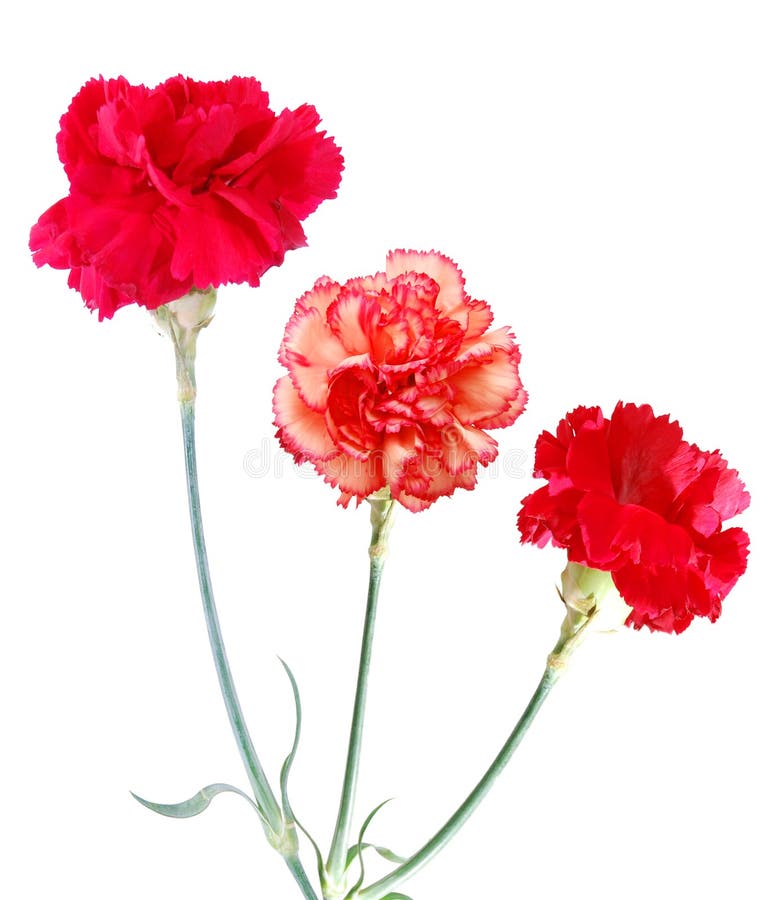 Carnations stock image. Image of flora, pretty, gardening - 19510865