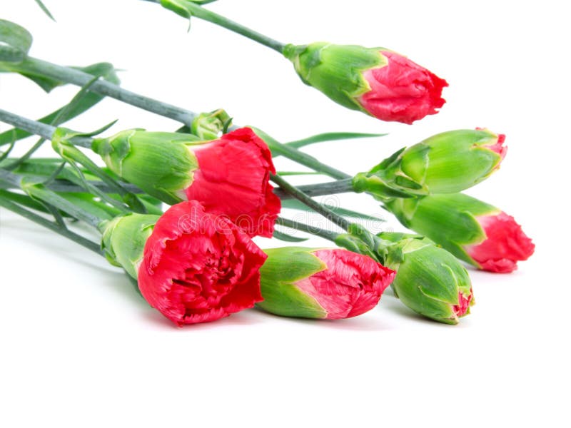 Carnations stock image. Image of spring, white, green - 22945205