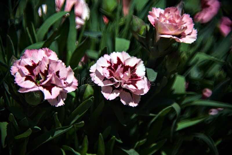 Carnations in Bloom in Different Colors Seen Up Close Stock Photo ...