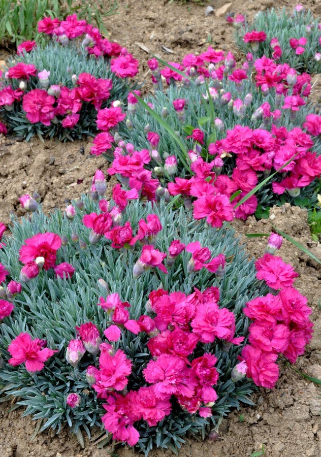 Carnations Bloomed Garden Stock Photos - Free & Royalty-Free Stock ...
