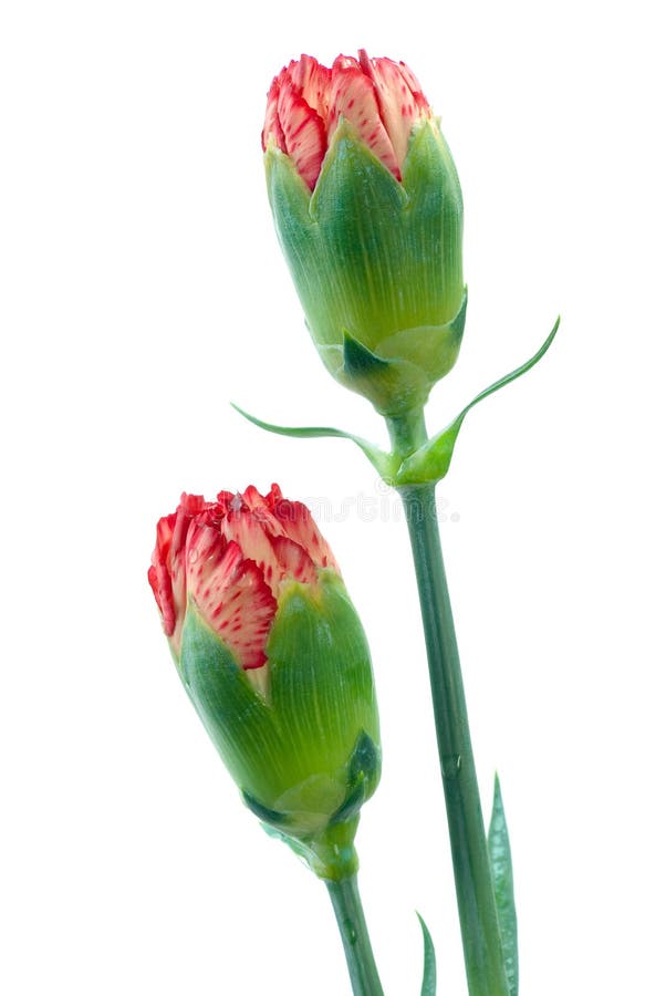 Carnations stock photo. Image of flora, water, abloom - 30684166