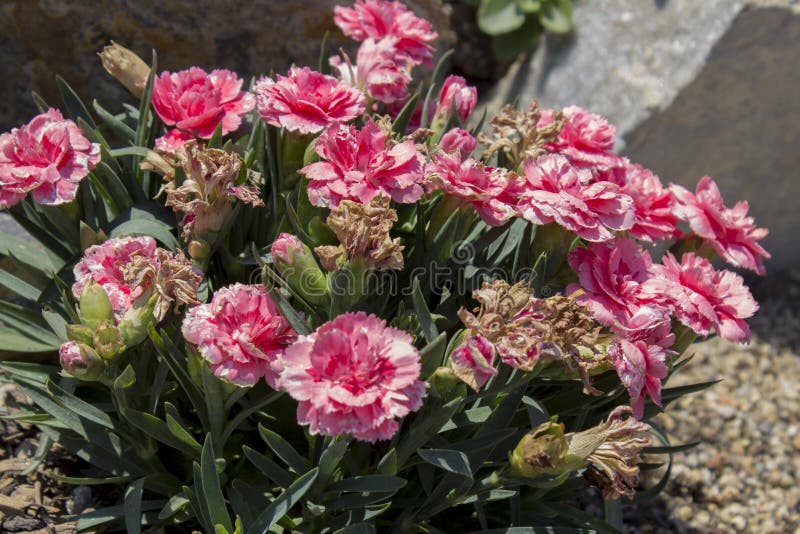 Carnations Flower in the Park among the Big Stones. Stock Image - Image ...