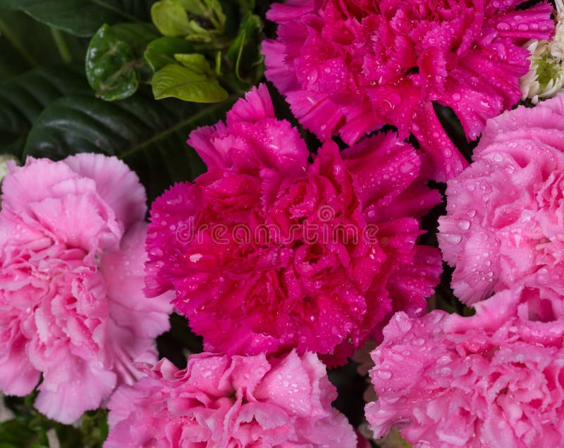 Carnations Flower with Water Drop on Black Background Stock Image ...