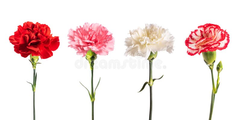 Carnations group stock photo. Image of stem, variegated - 194895762