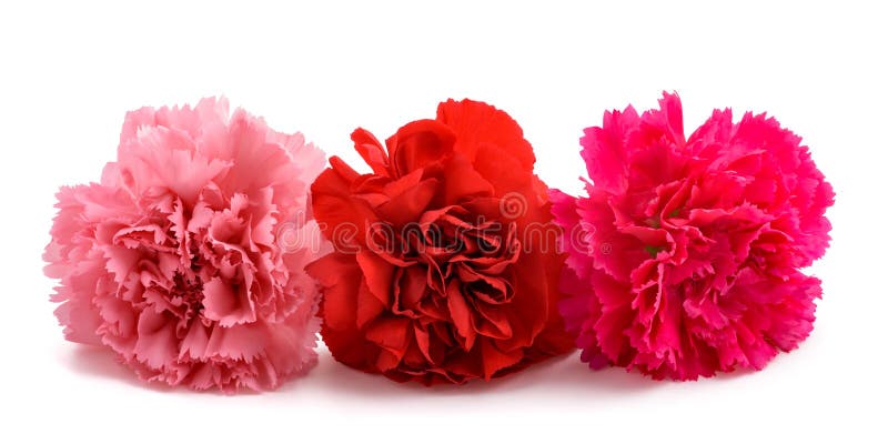 Carnations mix stock photo. Image of caryophyllus, head - 238509662