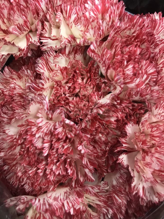 Carnations peppermint 1221 stock photo. Image of colorful - 171752352