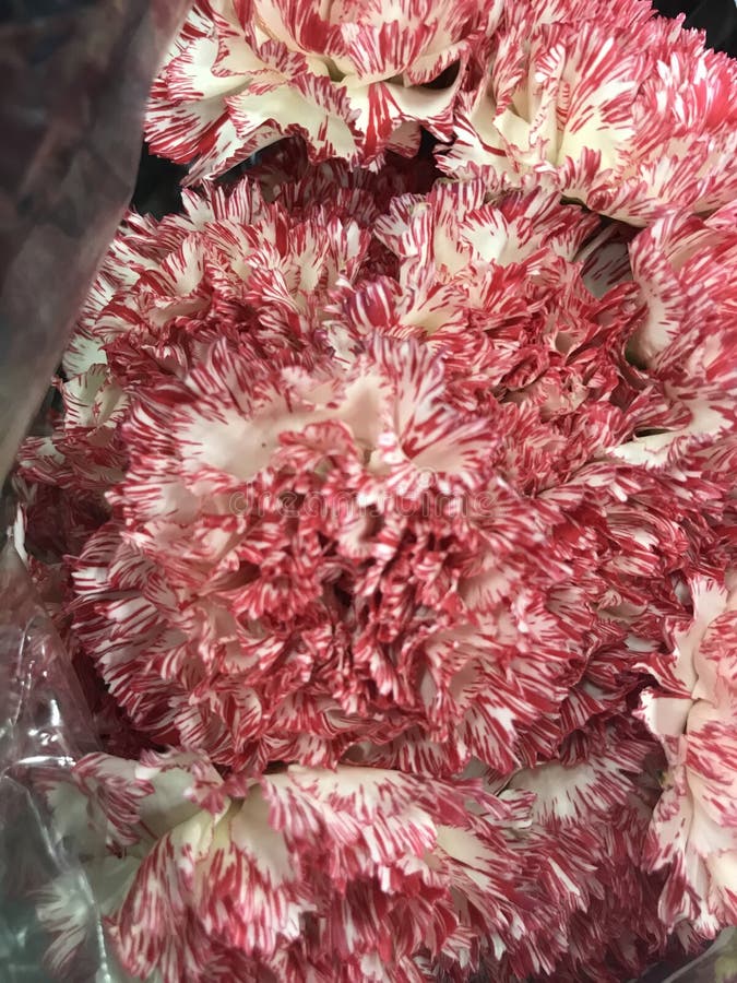 Carnations peppermint 7184 stock photo. Image of carnation - 171753028