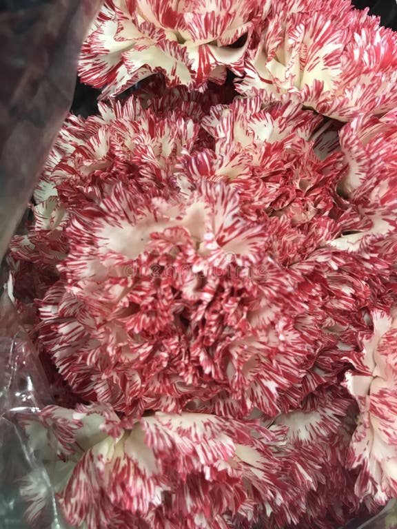 Carnations peppermint 1226 stock image. Image of design - 171752361