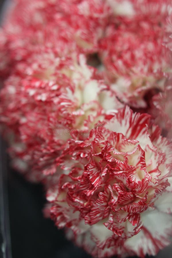 Carnations peppermint 7184 stock photo. Image of carnation - 171753028