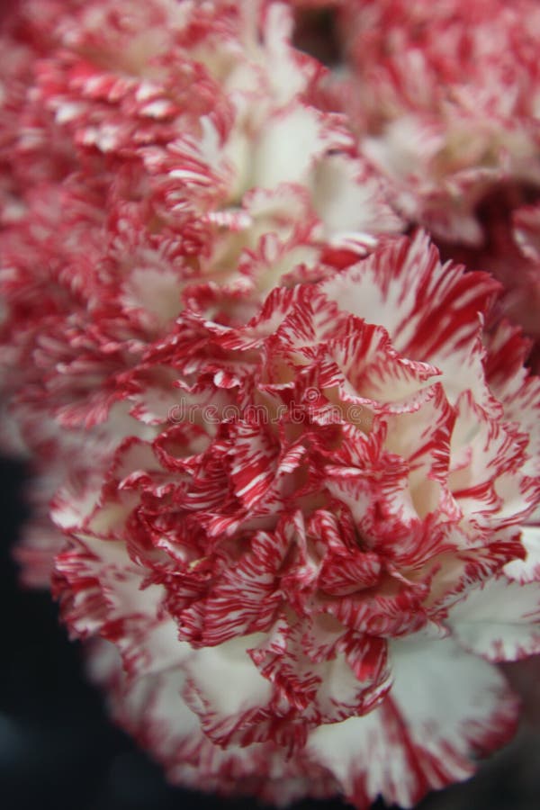 Carnations peppermint 7184 stock photo. Image of carnation - 171753028