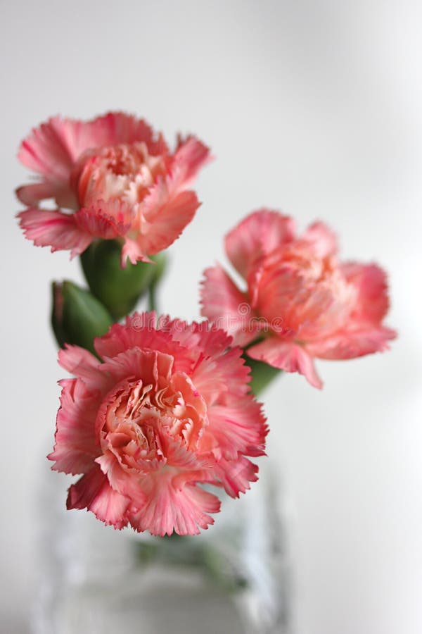 Carnations stock image. Image of nature, pretty, petal - 39732507