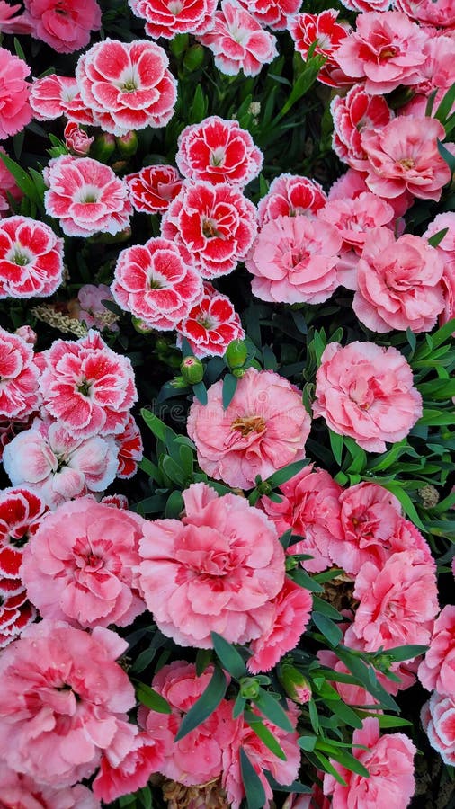 Carnations Pink and Green Modern Varieties in a Bouquet for a Gift ...