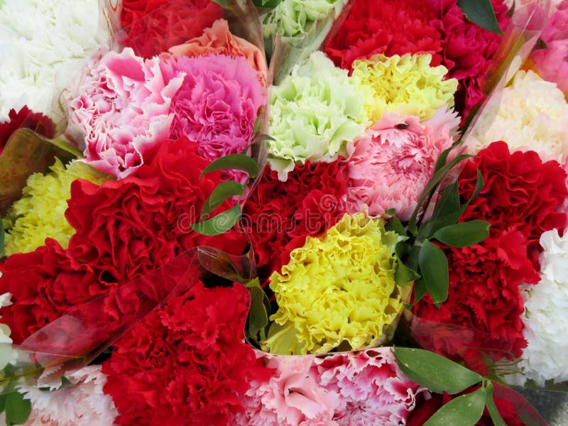Carnations stock photo. Image of flower, pink, carnations - 68500660