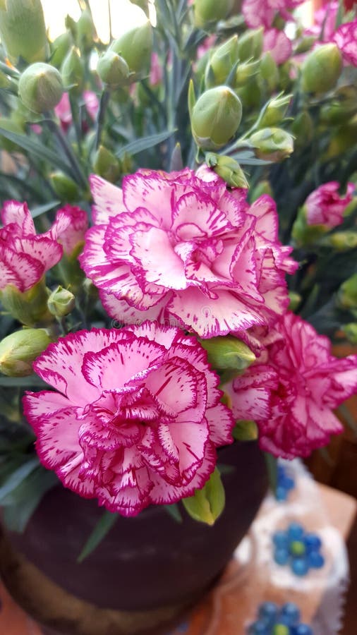 Carnations stock image. Image of carnations, flowers - 91987831