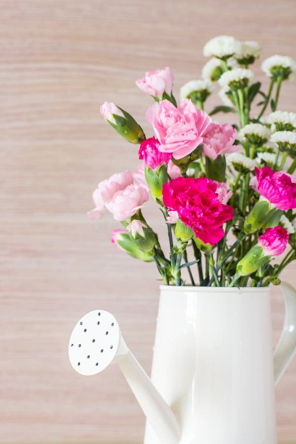 Carnations in watering stock photo. Image of chrysanthemum - 36399438