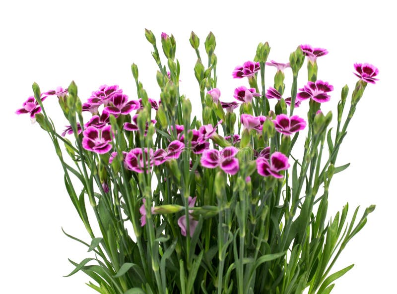 Long Stem Carnations White Stock Photos - Free & Royalty-Free Stock ...