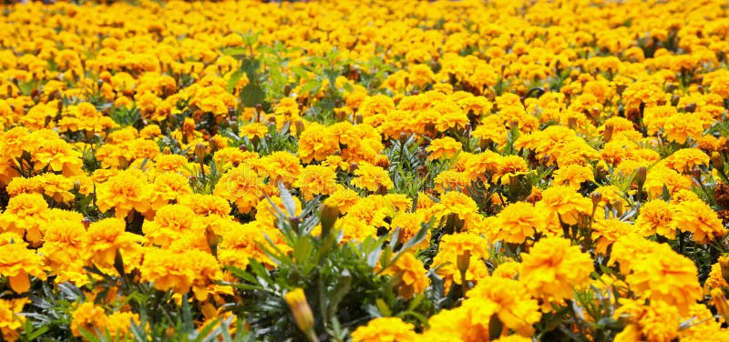 Field Of Yellow Carnations. Stock Photo - Image of petal, floral: 78318354