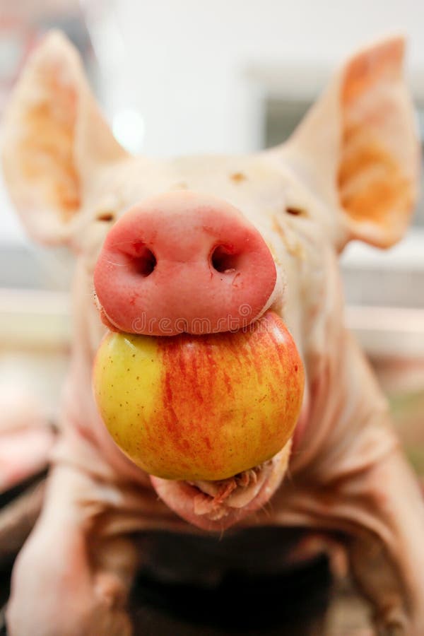 Carne De Porco Com Boca Da Maçã Imagem de Stock - Imagem de jantar ...