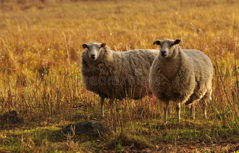 Carneiros foto de stock. Imagem de sunset, cultivar, rural - 16401780
