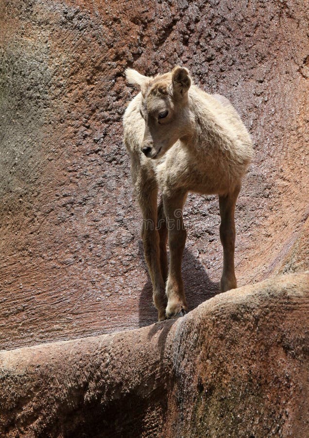 Carneiros imagem de stock. Imagem de deserto, bebê, nave - 19712979