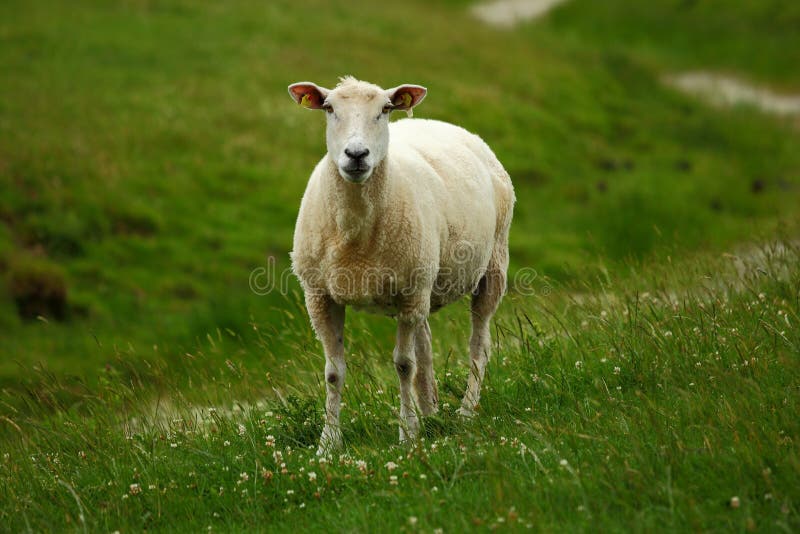 Carneiros imagem de stock. Imagem de gado, ovelha, encaracolado - 20327257