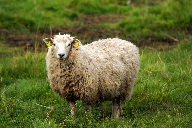 Carneiros foto de stock. Imagem de coma, verde, branco - 26483480