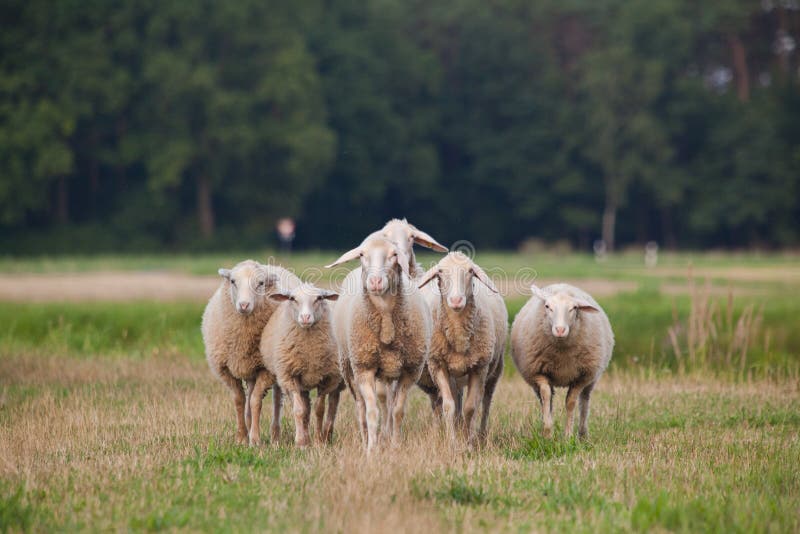 Carneiros foto de stock. Imagem de vermelho, carneiros - 43276854