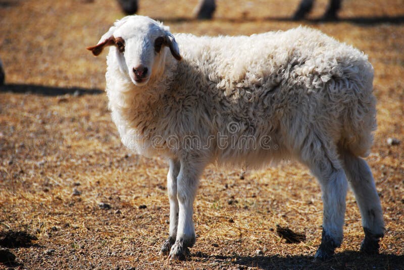 Carneiros imagem de stock. Imagem de imagem, inocência - 8802327