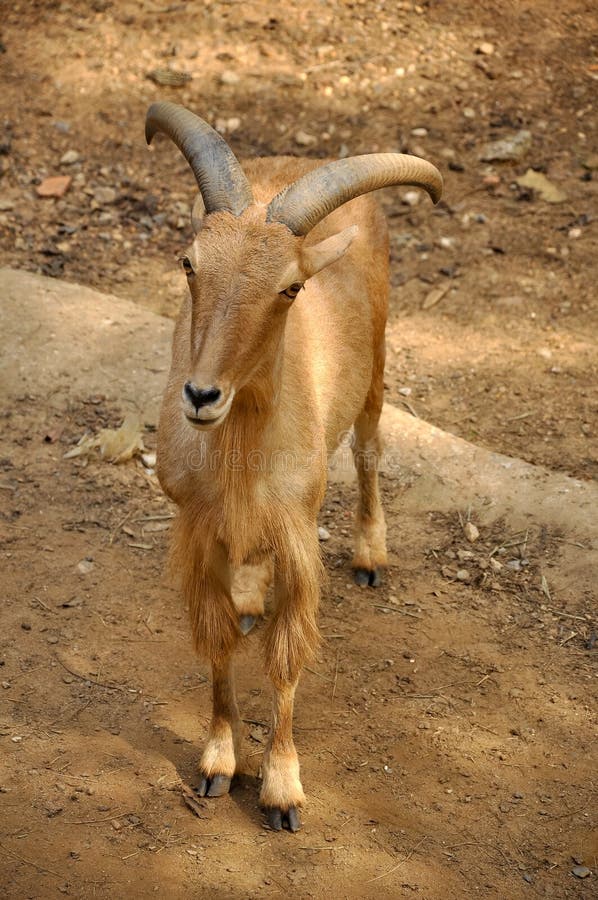 Carneiros de Barbary imagem de stock. Imagem de gado - 27920525